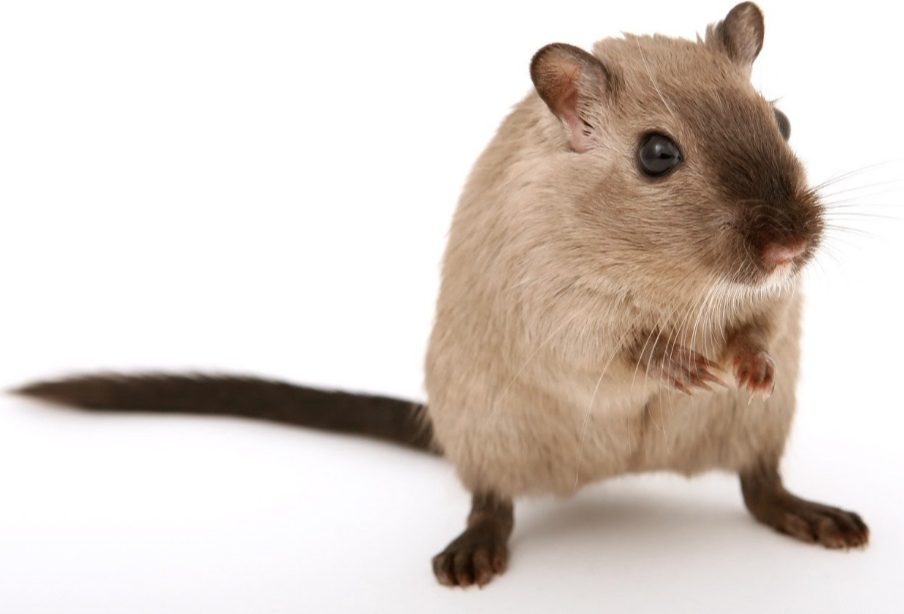 What You Should Know Before Getting a Pet Gerbil – Express Vet