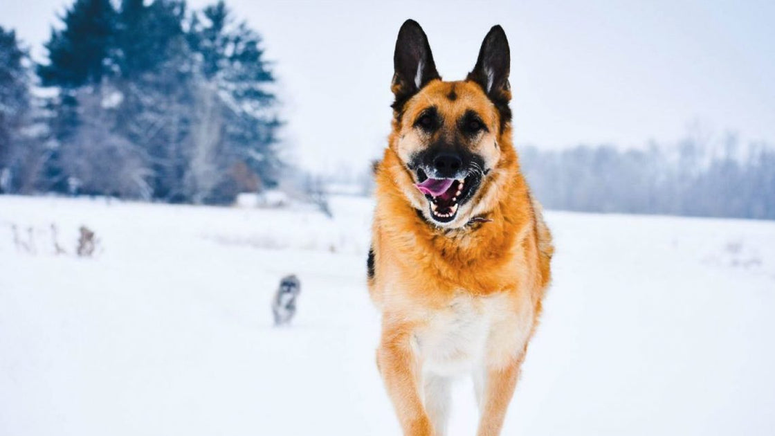 Why Dogs Make Us Happy; Let Us Count the Ways – Express Vet